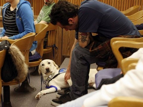 Specialty Courts – Courthouse Dogs® Foundation